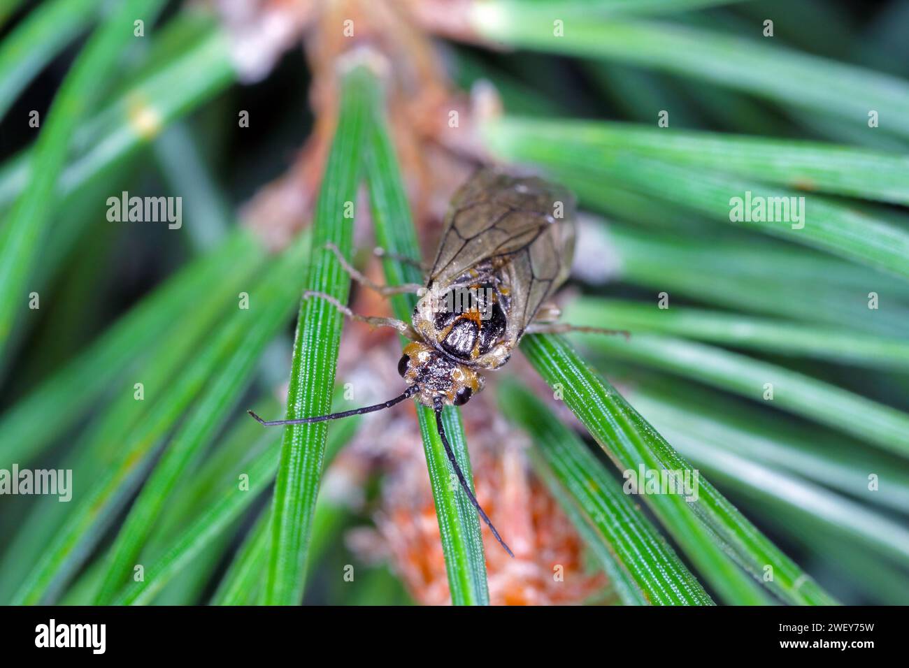 Insect, sawflie from family Tenthredinidae on pine needles Stock Photo ...