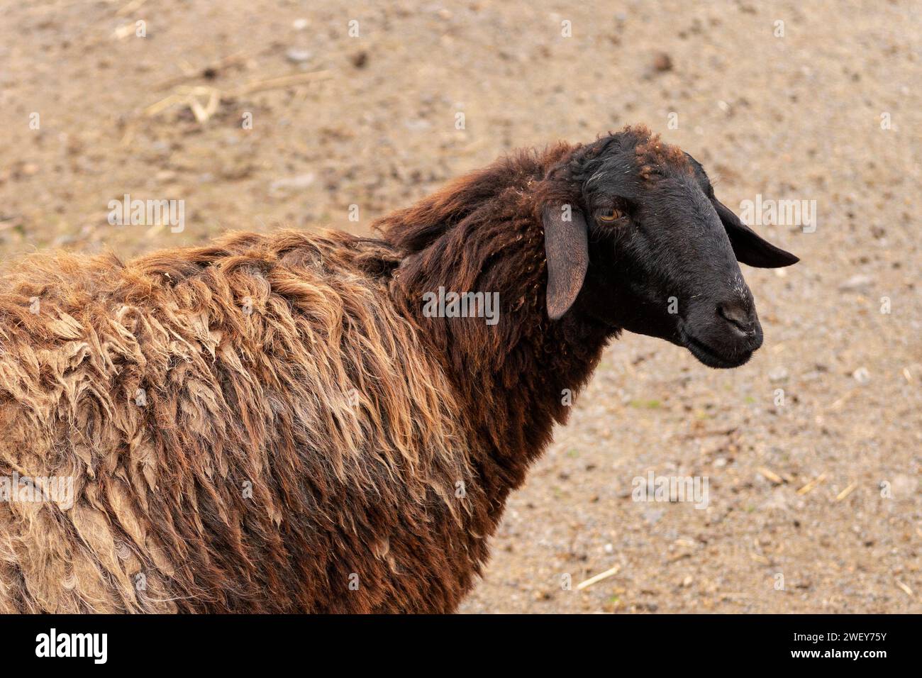 sheep. Sheep in nature on meadow. Farming outdoor Stock Photo - Alamy
