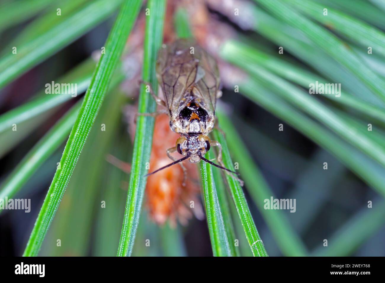 Insect, sawflie from family Tenthredinidae on pine needles Stock Photo ...