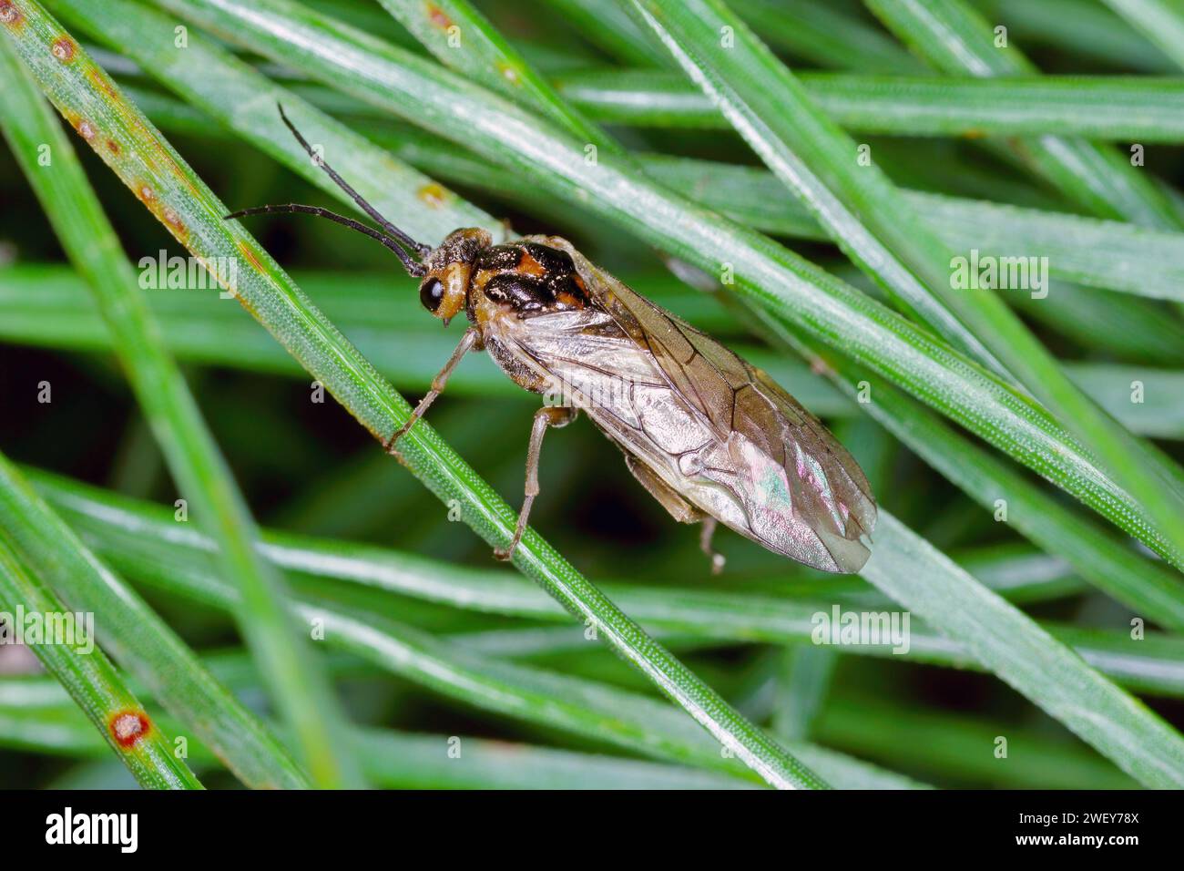 Insect, sawflie from family Tenthredinidae on pine needles Stock Photo ...