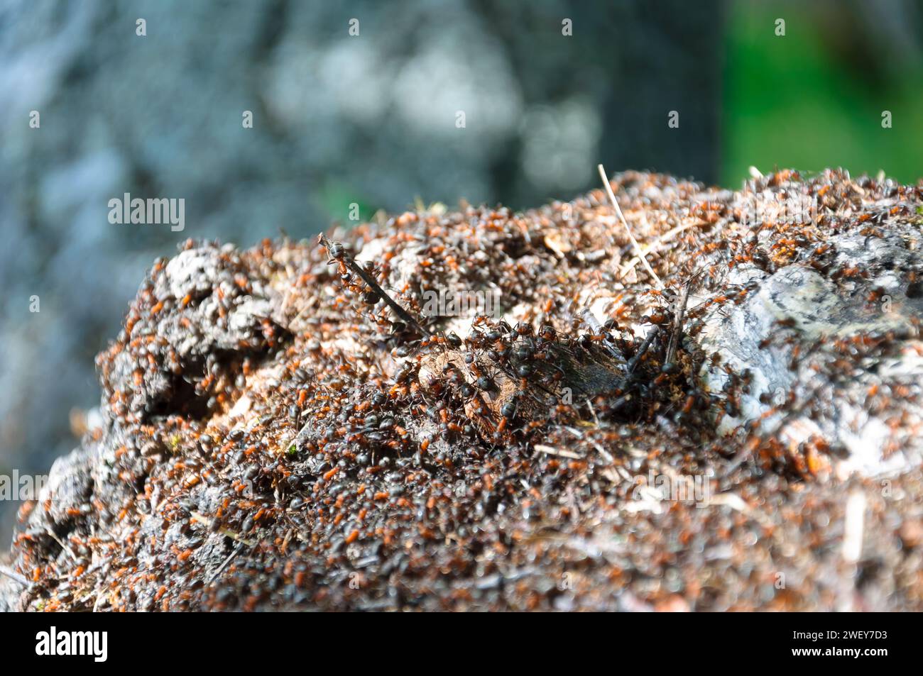 Anthill in forest ants crawl hi-res stock photography and images - Alamy