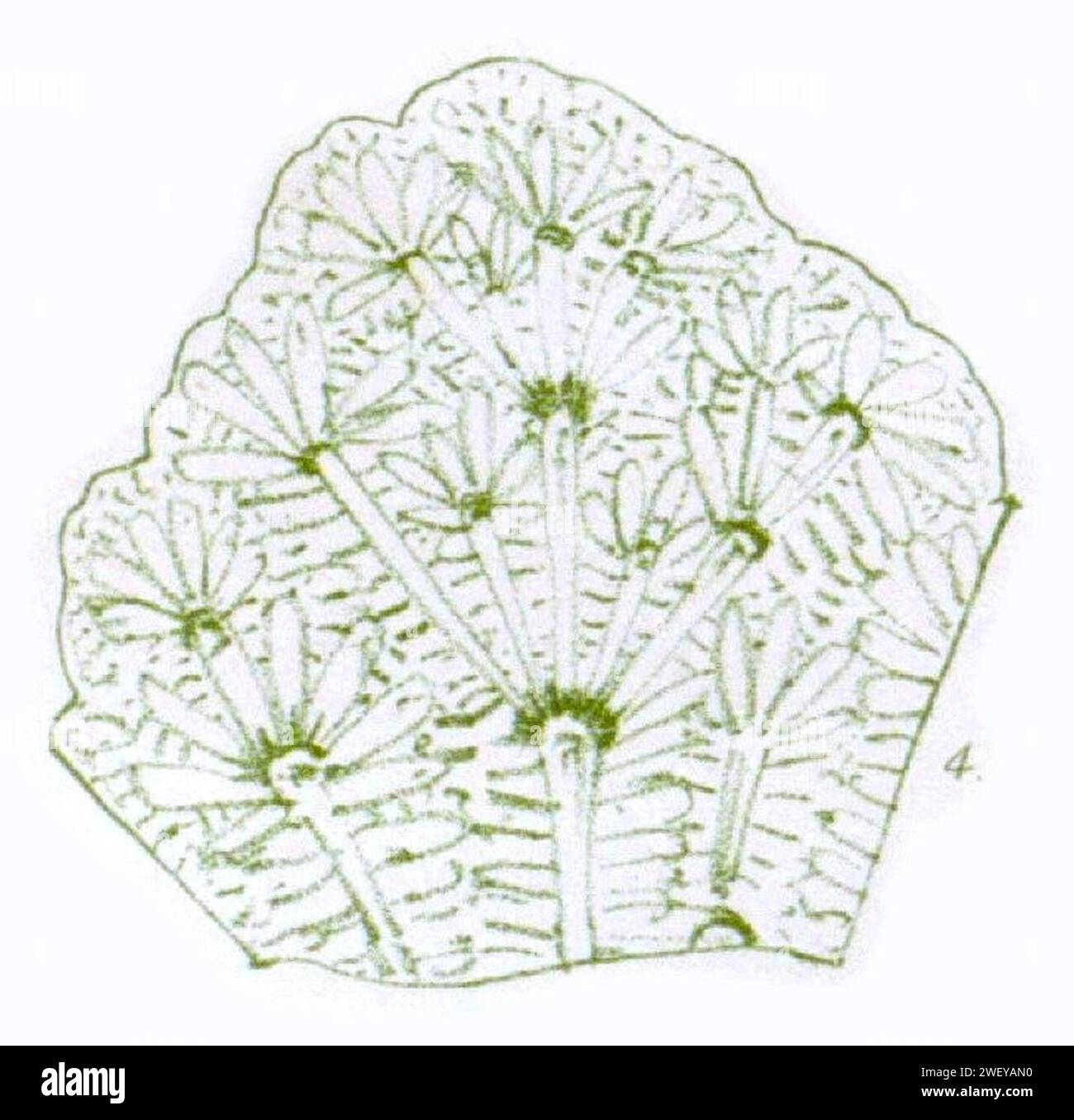 Anadyomene stellata hi-res stock photography and images - Alamy