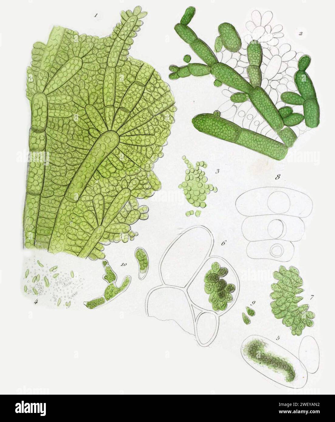 Anadyomene stellata hi-res stock photography and images - Alamy