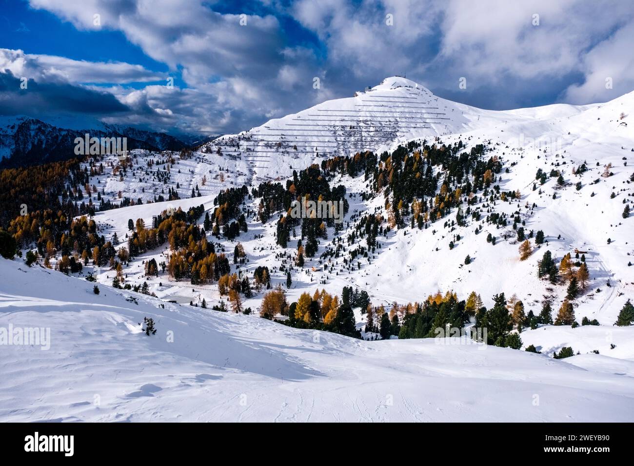 Pine and yellow larch trees growing on hilly slopes of Passo Sella pass ...