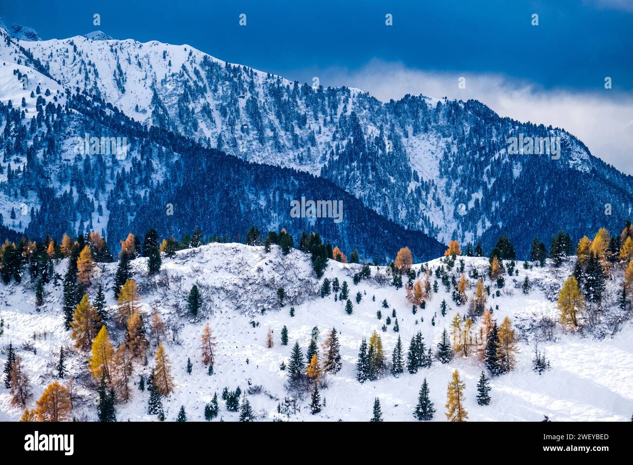 Pine and yellow larch trees growing on hilly slopes of Passo Sella pass ...