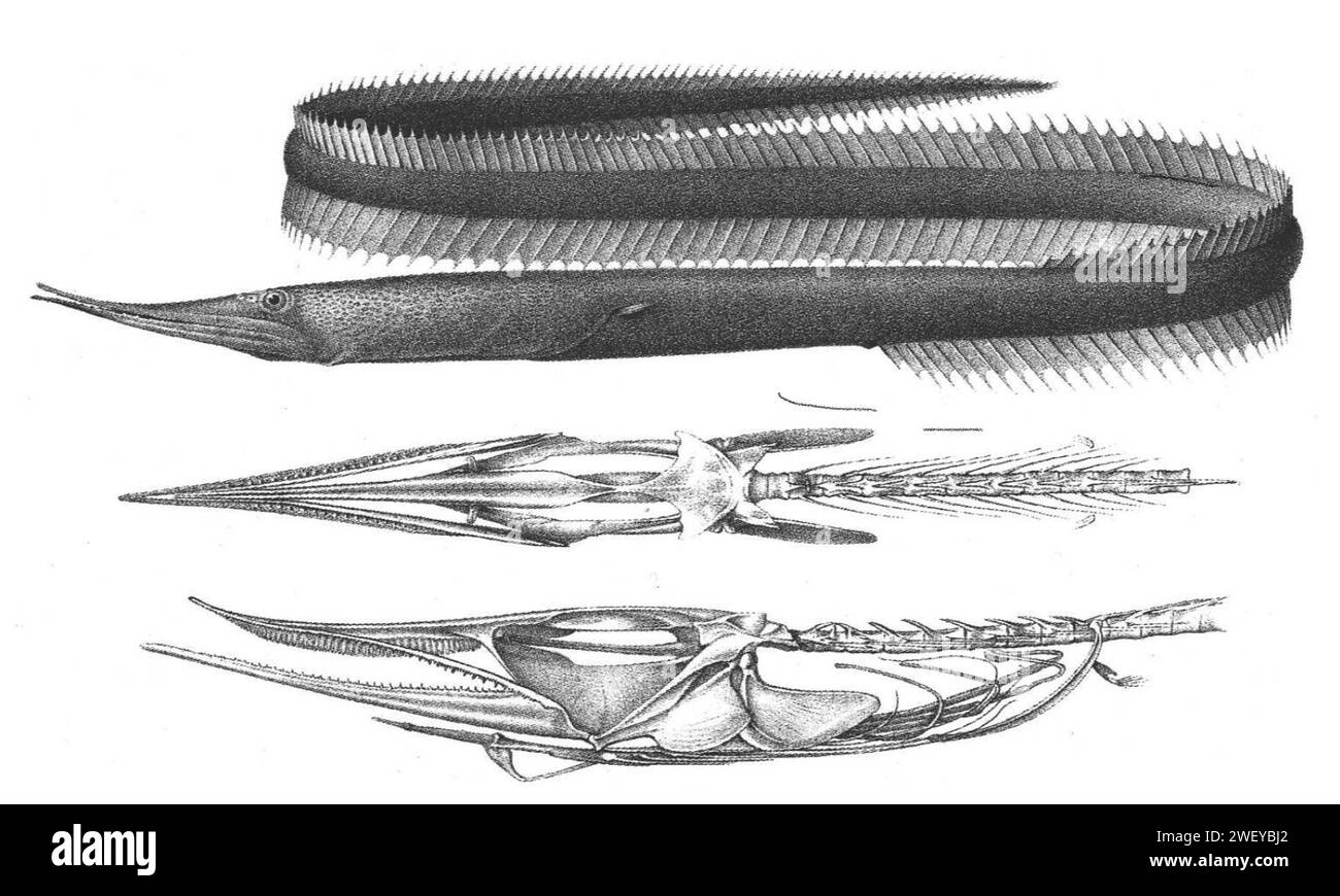 Anatomical reference Cut Out Stock Images & Pictures - Alamy