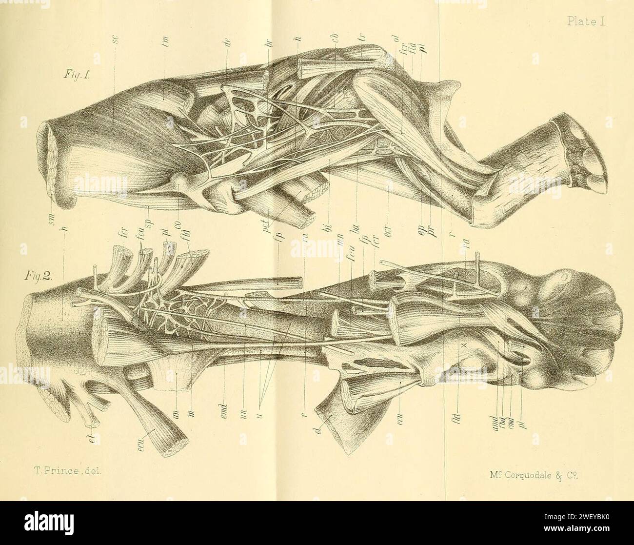 Anatomy of the Indian elephant (Plate I Stock Photo - Alamy