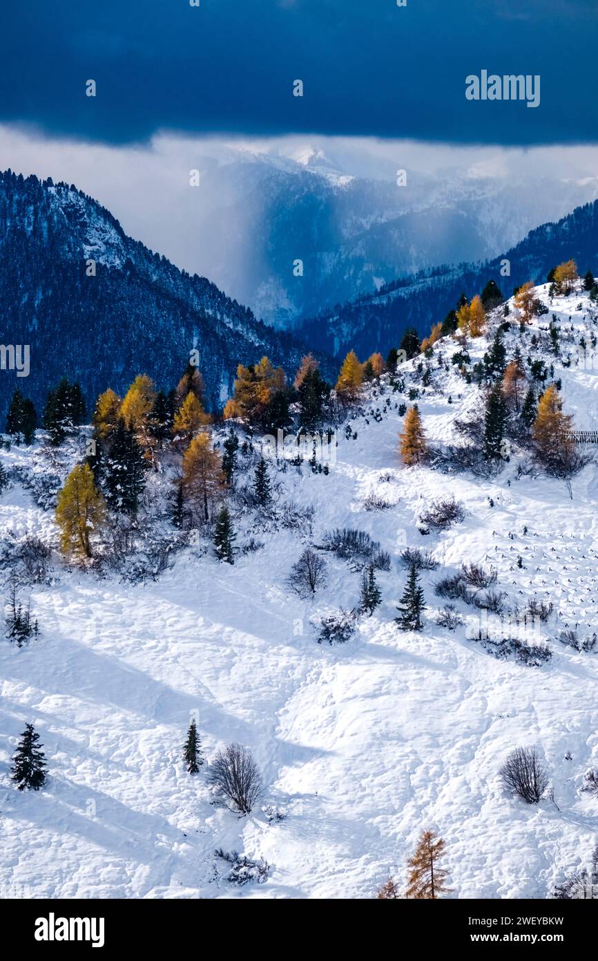 Pine and yellow larch trees growing on hilly slopes of Passo Sella pass ...
