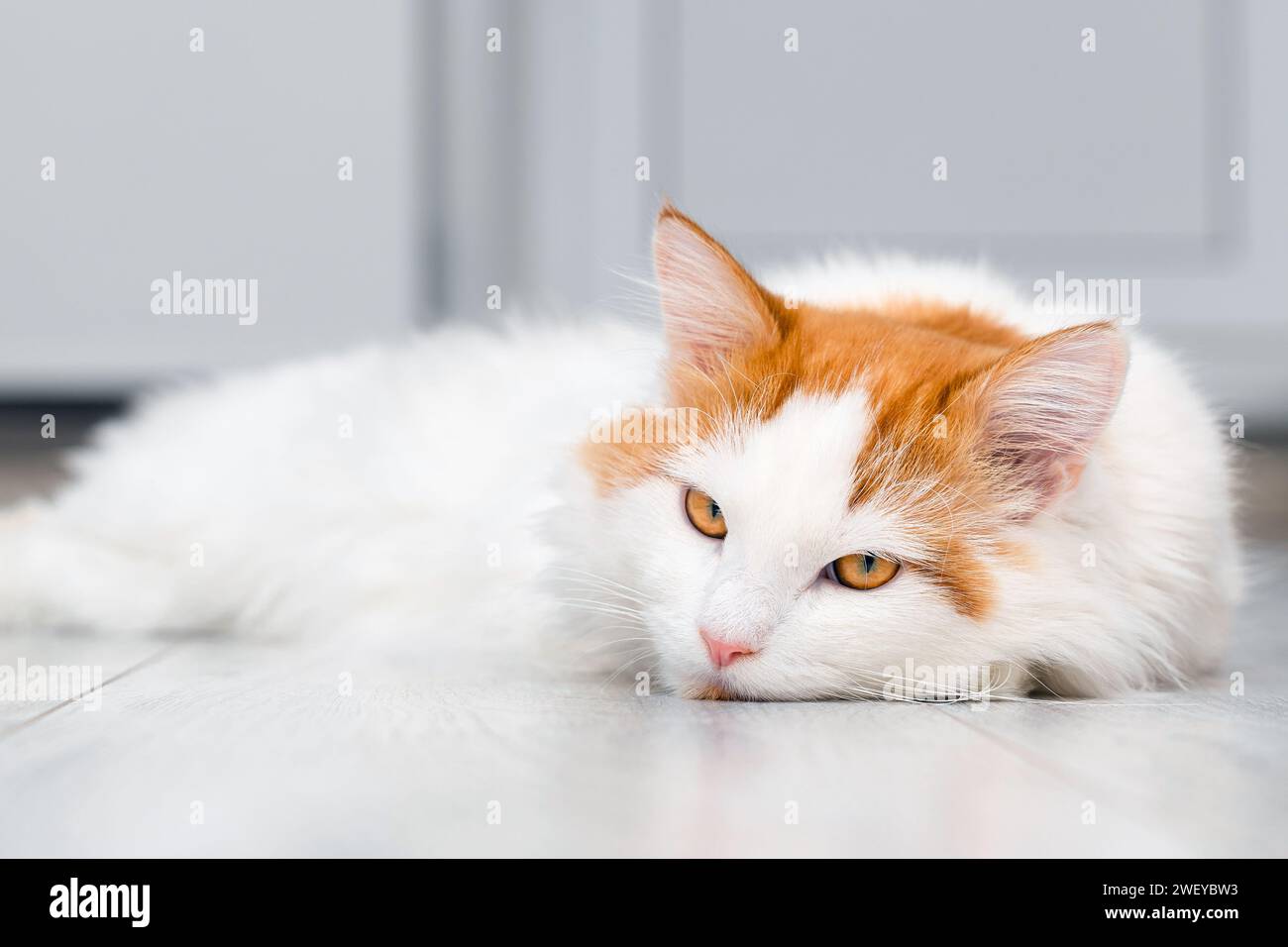 Sad fluffy cat lies on hi-res stock photography and images - Alamy