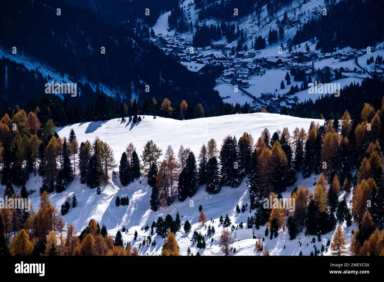 Aerial view on pine and yellow larch trees growing on hilly slopes of ...