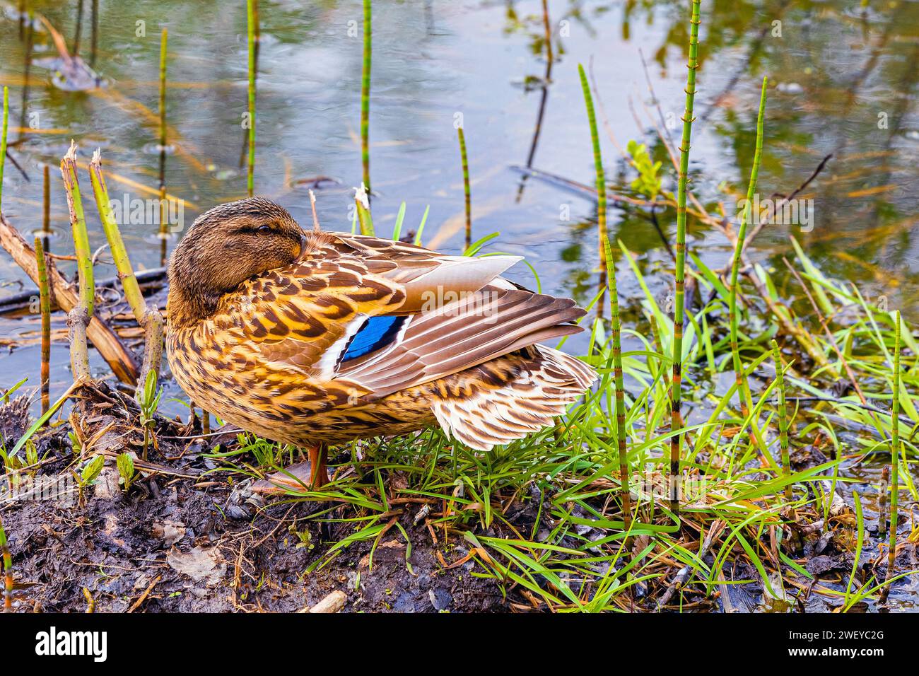 Hides beak hi-res stock photography and images - Alamy