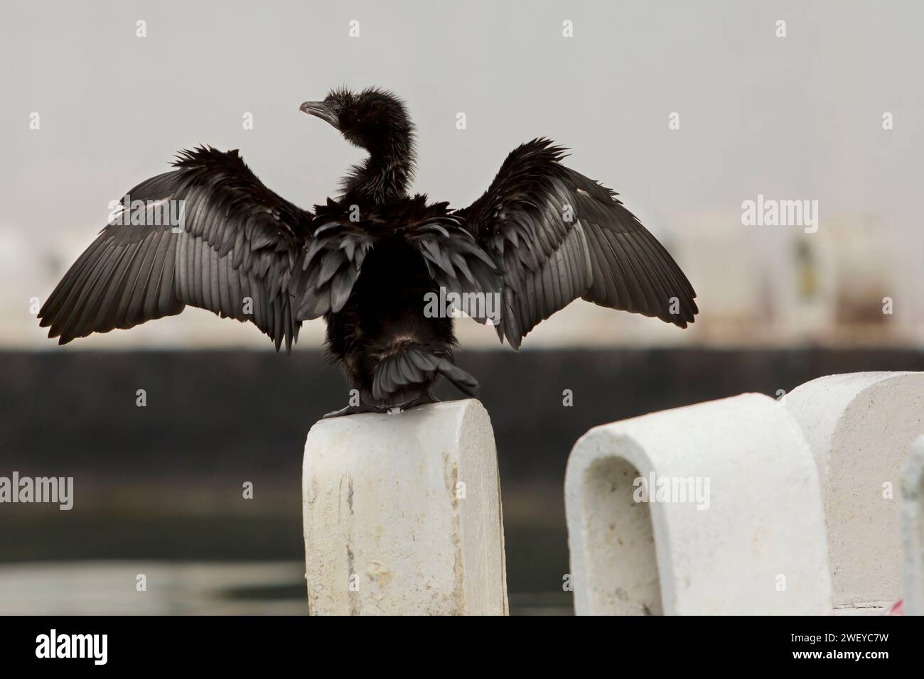 Back view of a cormorant type bird spreading its wings Stock Photo - Alamy