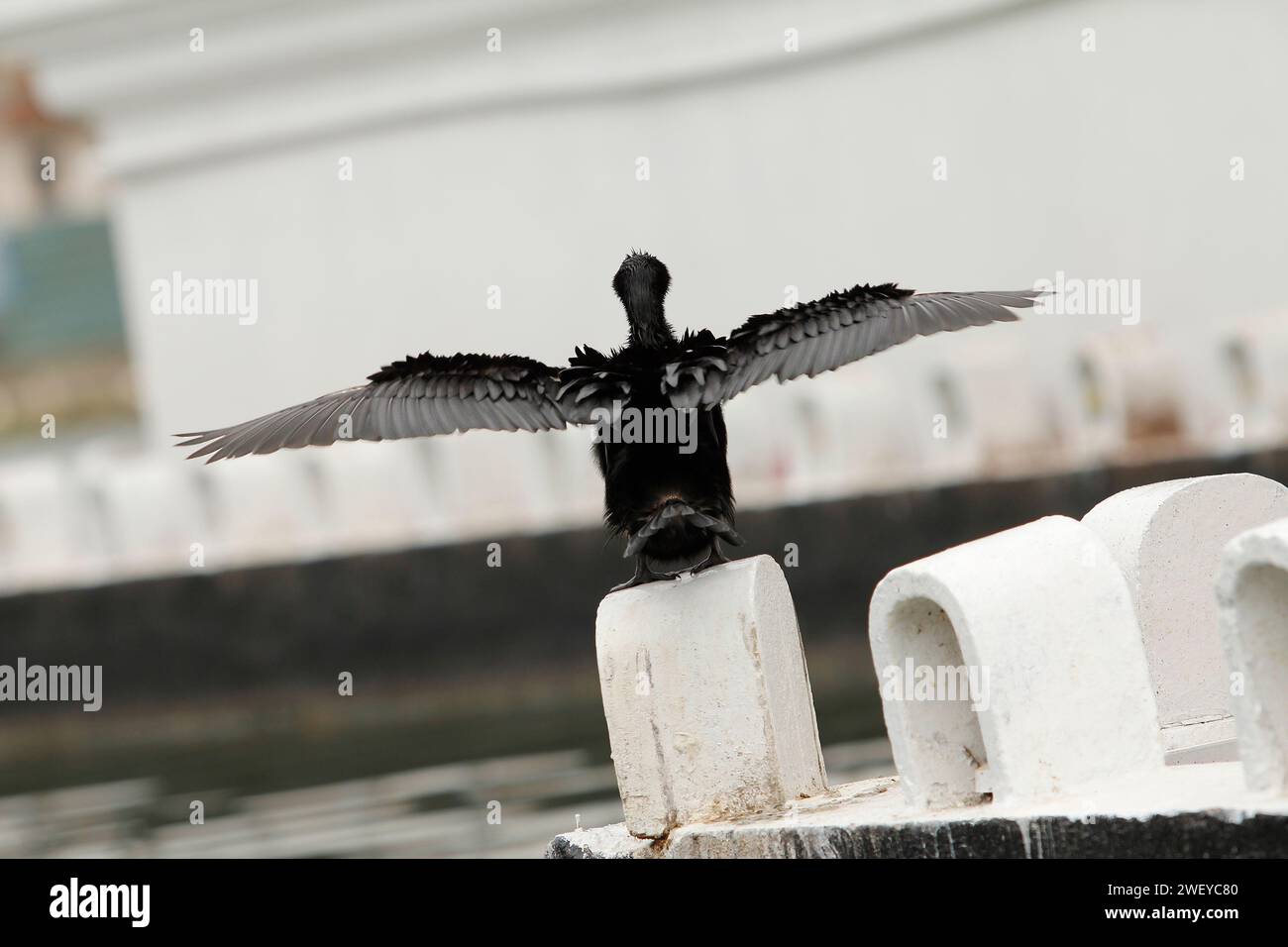 Back view of a cormorant type bird spreading its wings Stock Photo - Alamy