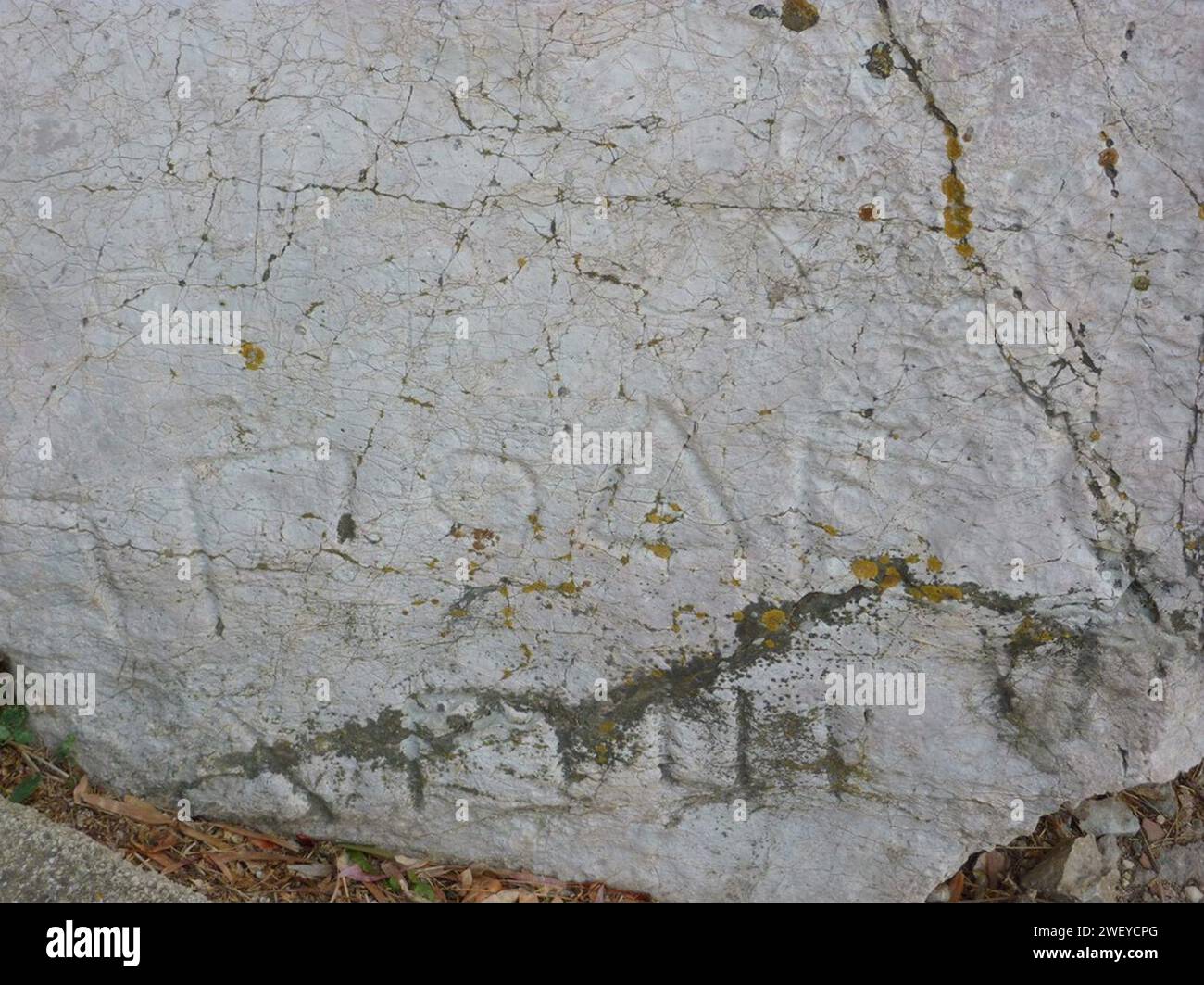 Peripatos hi-res stock photography and images - Alamy