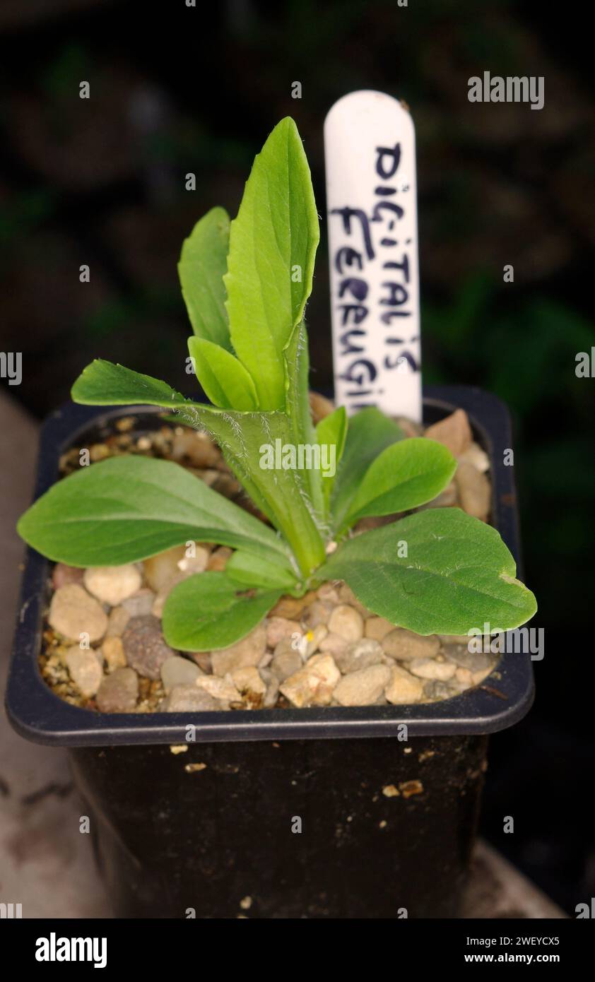 Foxglove Seedlings Look Like