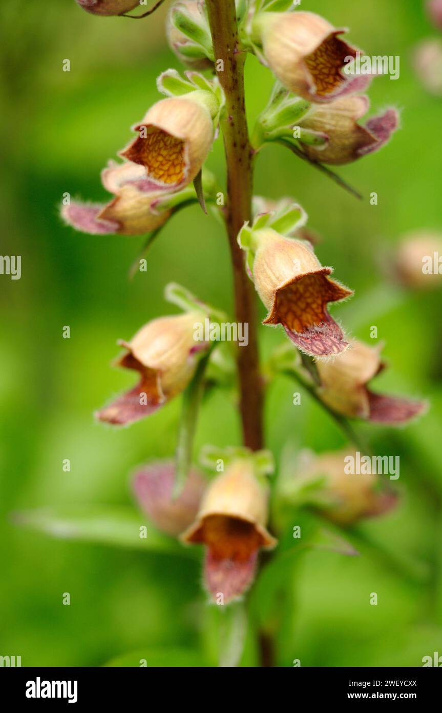 Mal i thate 1520 m hi-res stock photography and images - Alamy