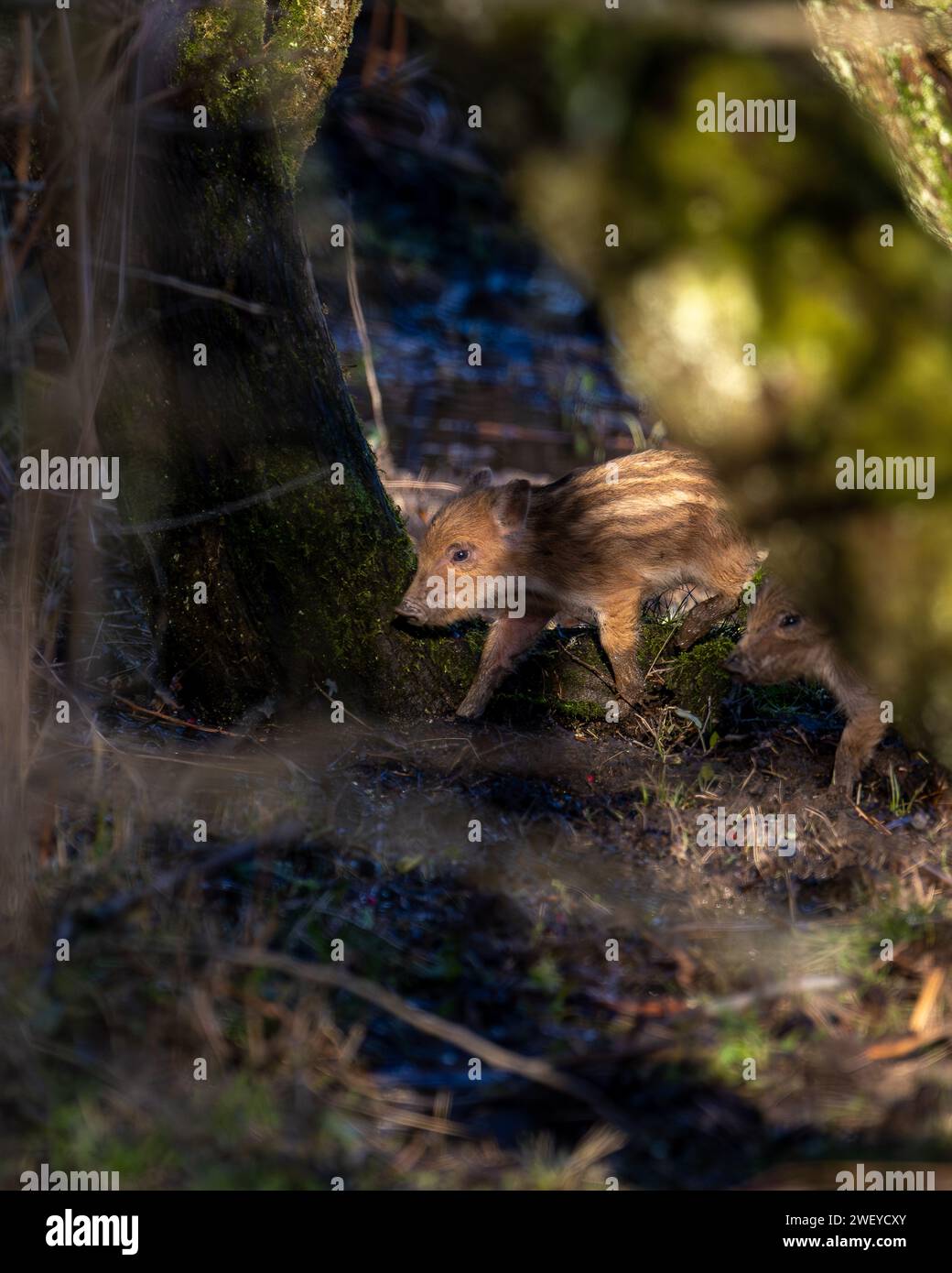 Wild boar humbug hi-res stock photography and images - Alamy