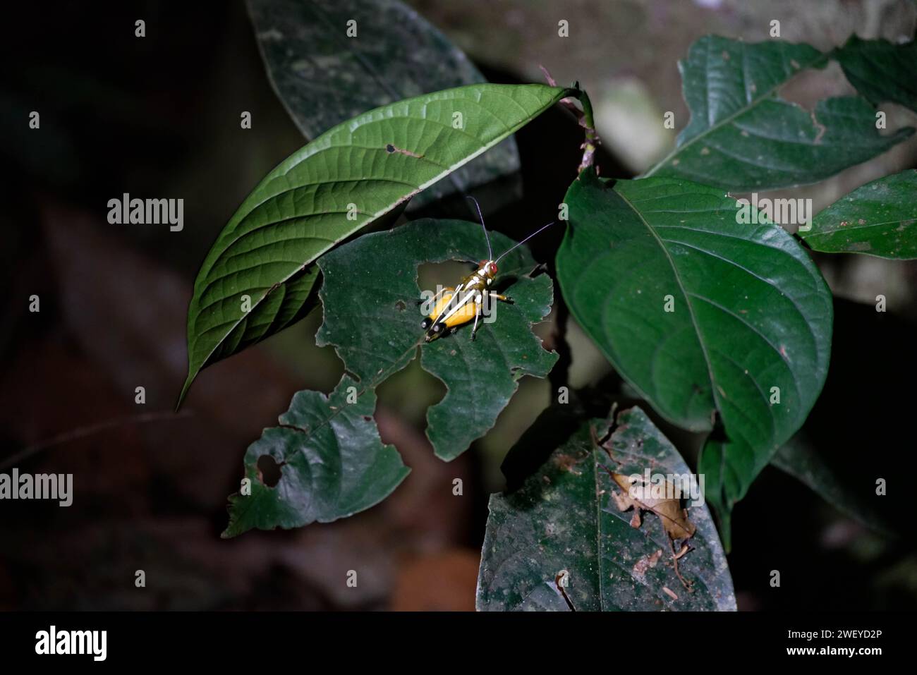 Amazon rainforest insect hi-res stock photography and images - Alamy