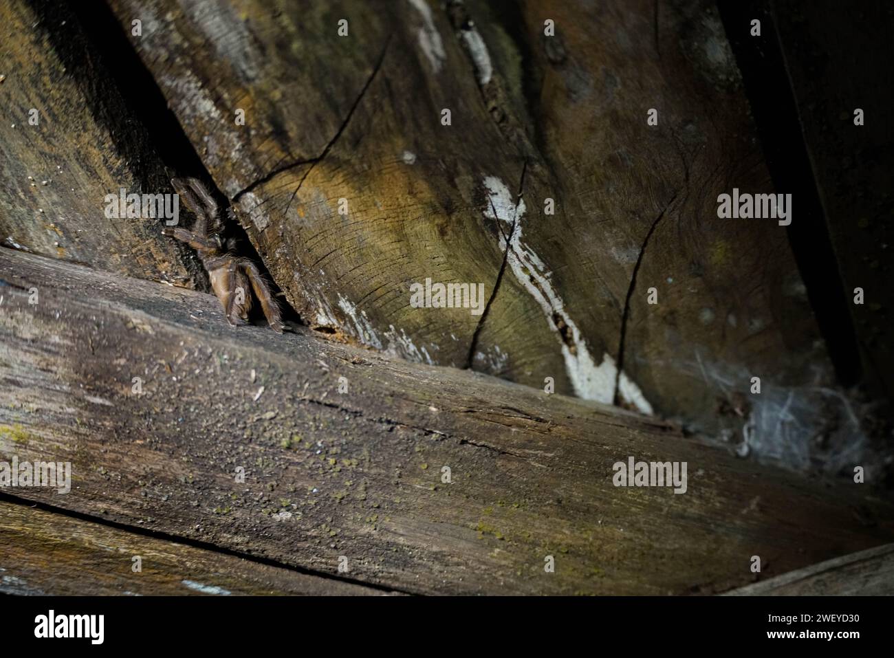 Tarantula and its cocoon Stock Photo - Alamy