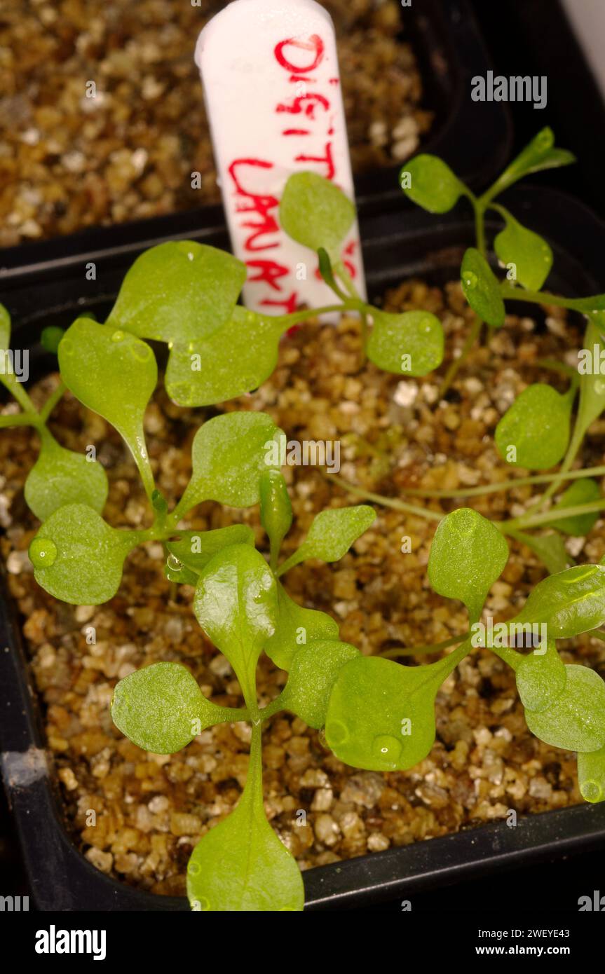 Foxglove and pollinating insects hi-res stock photography and images ...