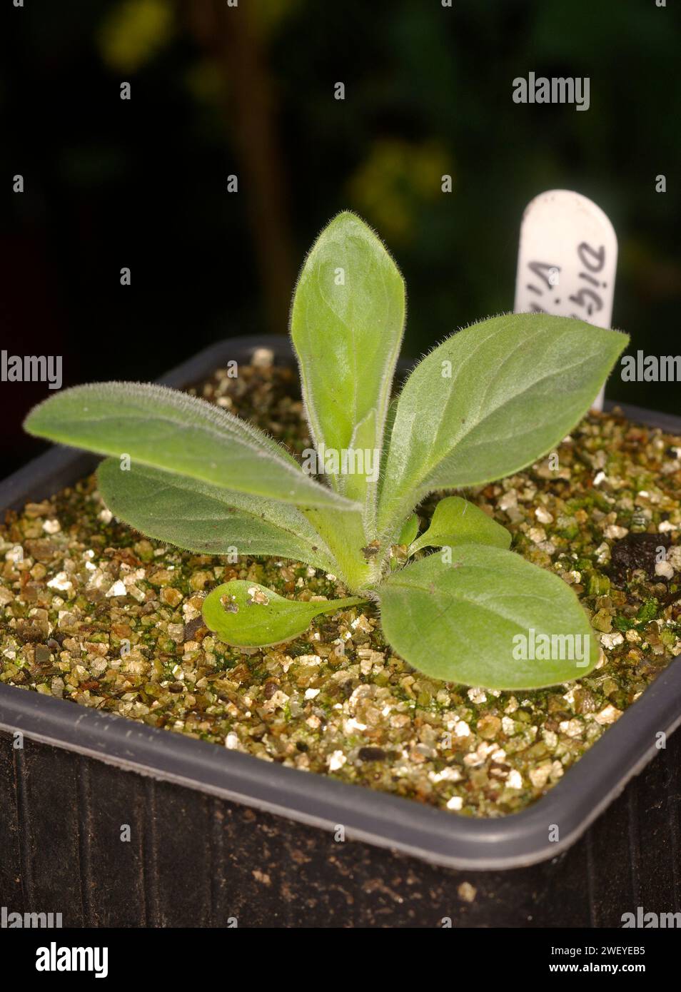 Digitalis viridiflora ‘Green Foxglove’ [Ex. Baba planina 1500 m ...