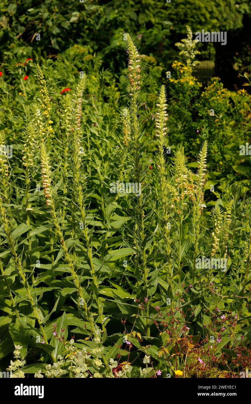 Baba planina 1500 m hi-res stock photography and images - Alamy