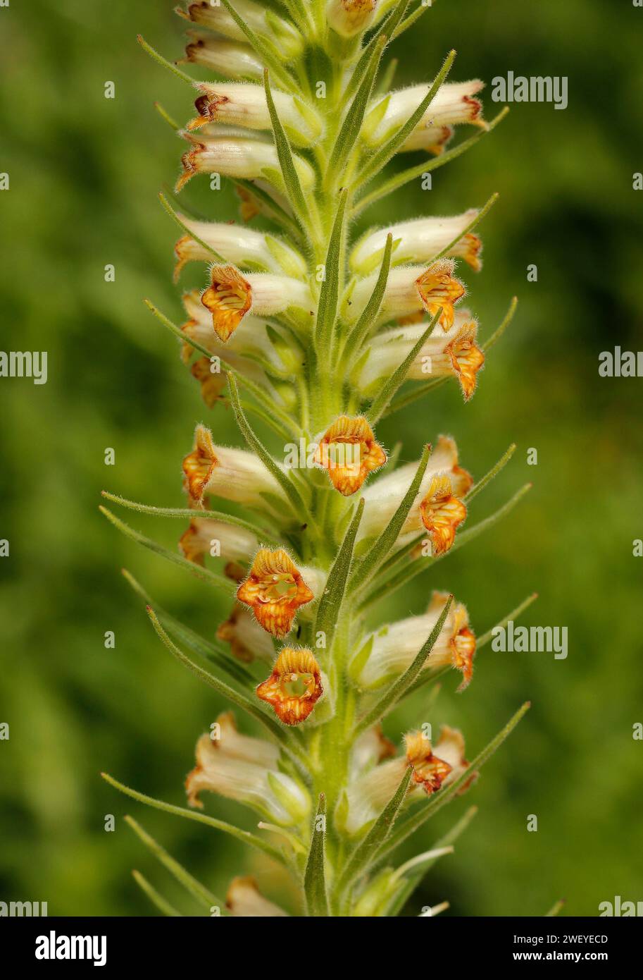 Baba planina 1500 m hi-res stock photography and images - Alamy