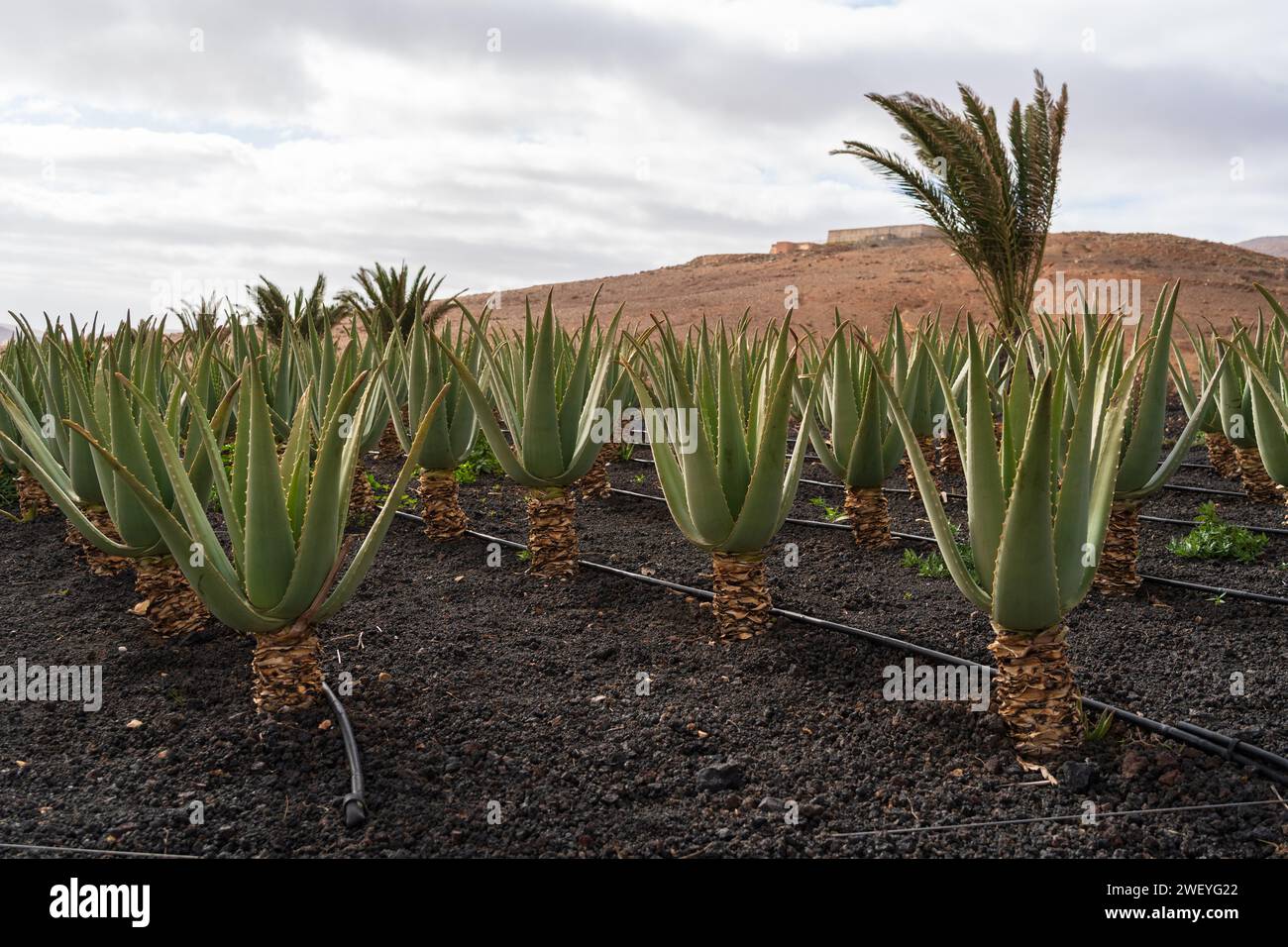 Aloe vera farm hi-res stock photography and images - Alamy