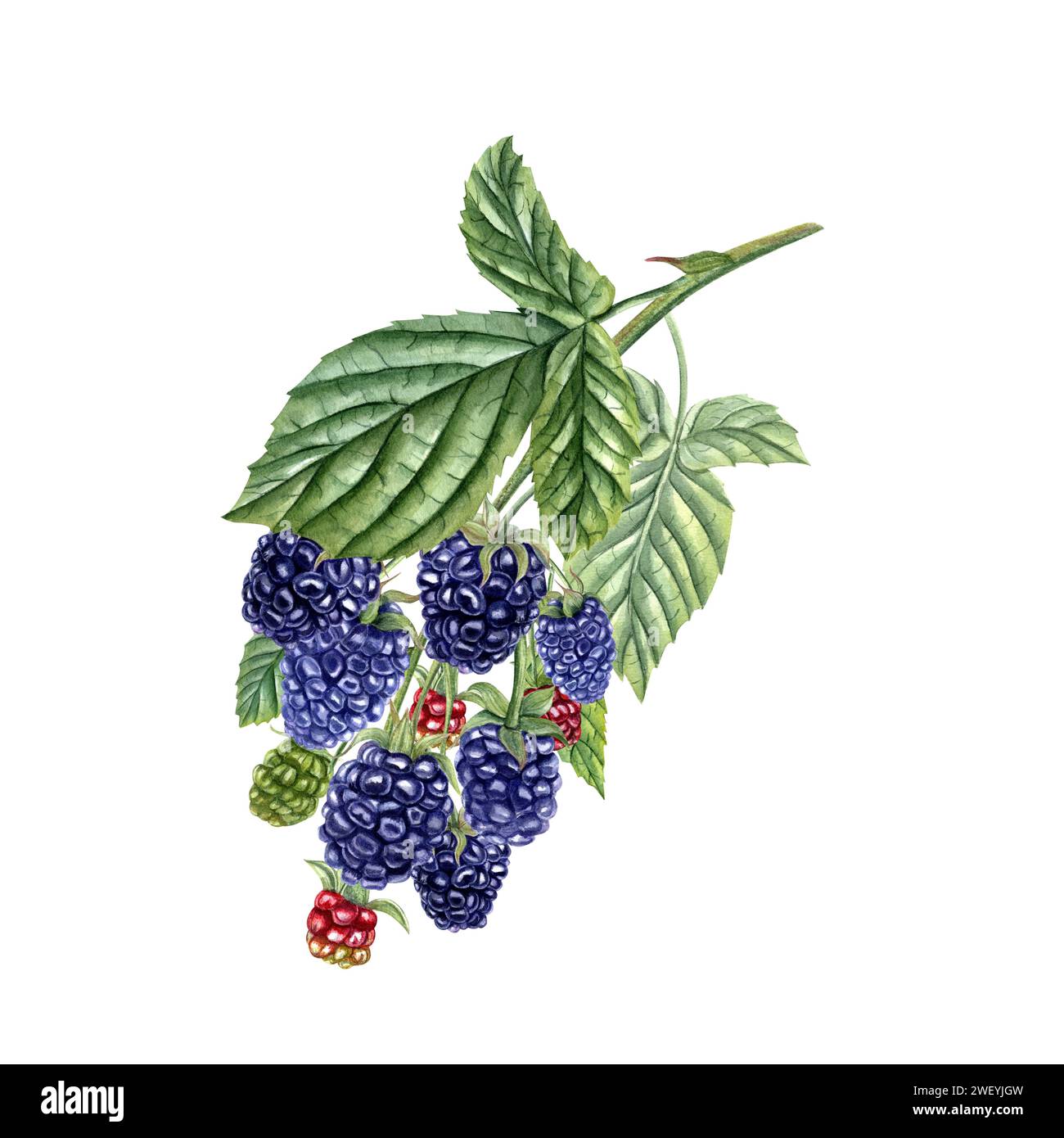 Botanical blackberry illustration hi-res stock photography and images ...