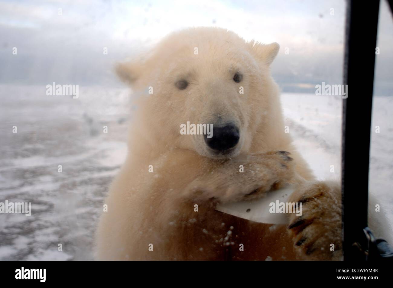polar bear, Ursus maritimus, curiously looks in truck window, 1002 ...