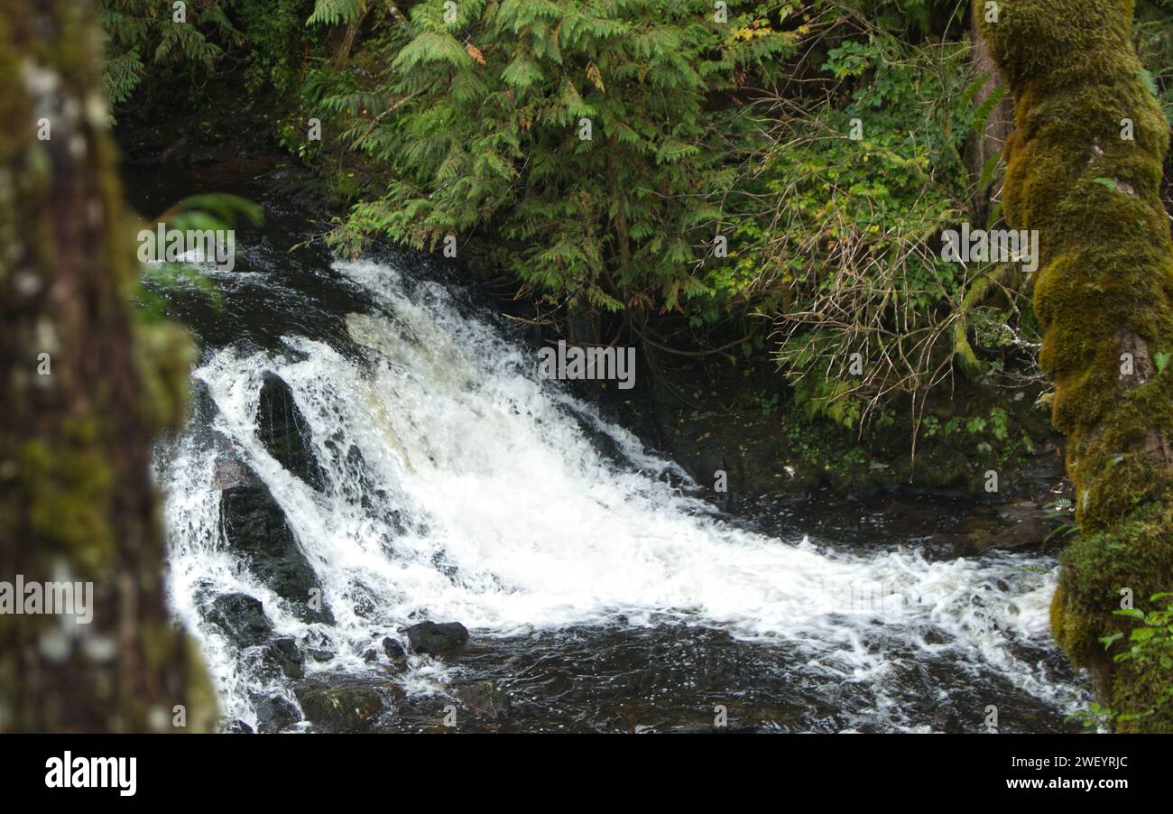 Rainforest plants in Ketchikan, Alaska Stock Photo - Alamy