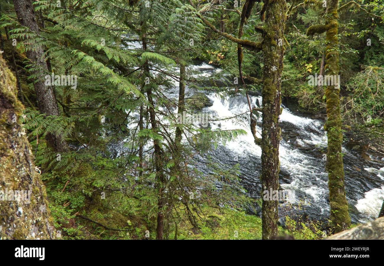 Rainforest plants in Ketchikan, Alaska Stock Photo - Alamy