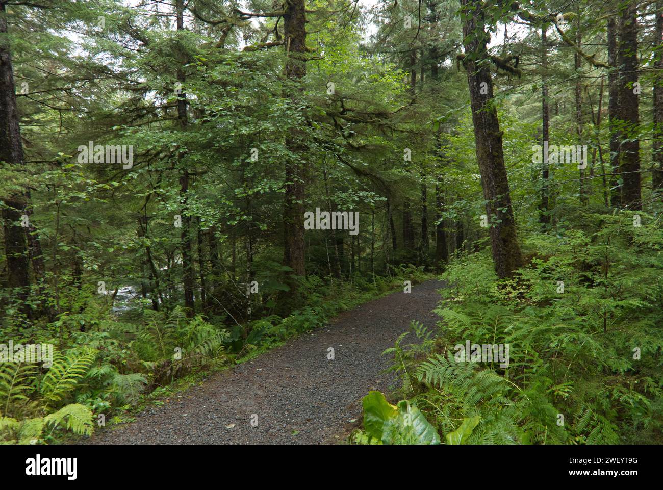 Plant life in rainforest hi-res stock photography and images - Alamy
