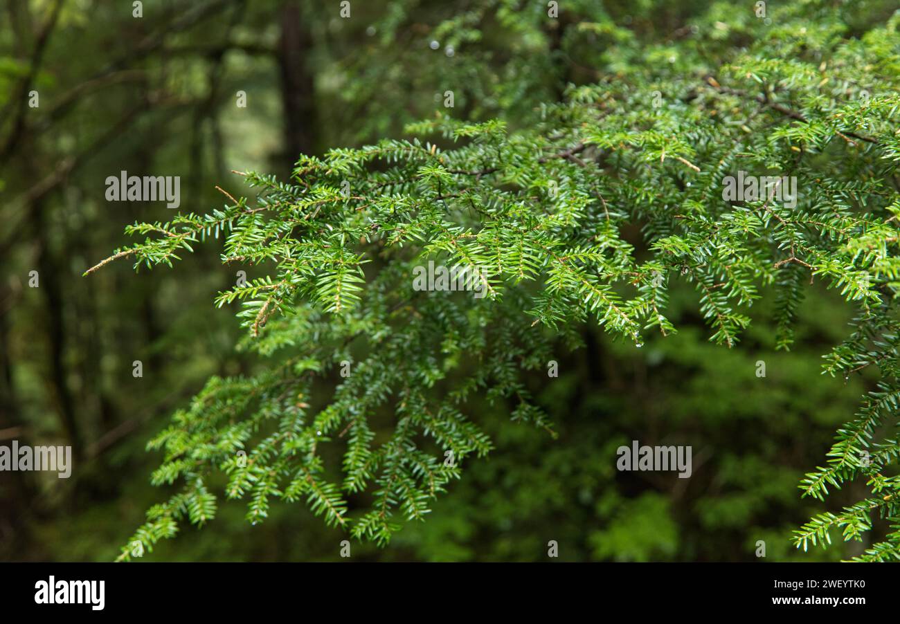Rainforest plants in Ketchikan, Alaska Stock Photo - Alamy