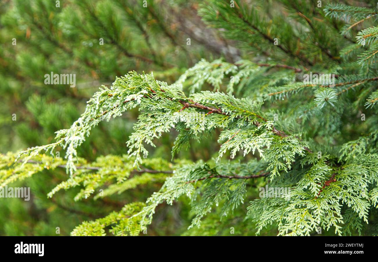 Cedar tree alaska hi-res stock photography and images - Alamy