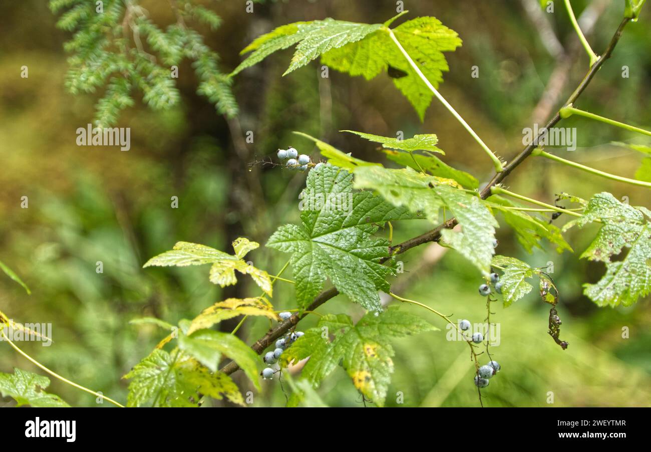 Rainforest plants in Ketchikan, Alaska Stock Photo - Alamy
