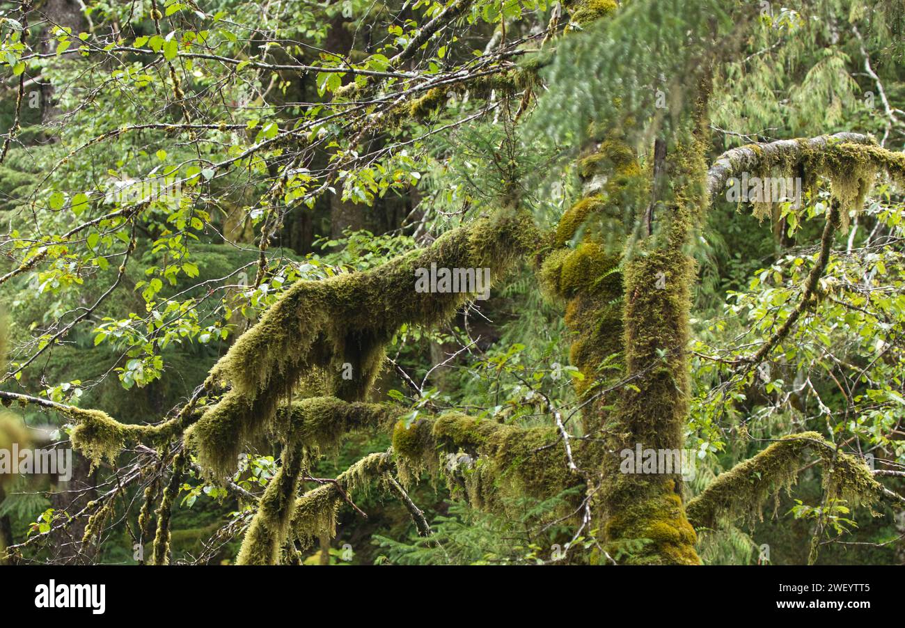 Rainforest plants in Ketchikan, Alaska Stock Photo - Alamy