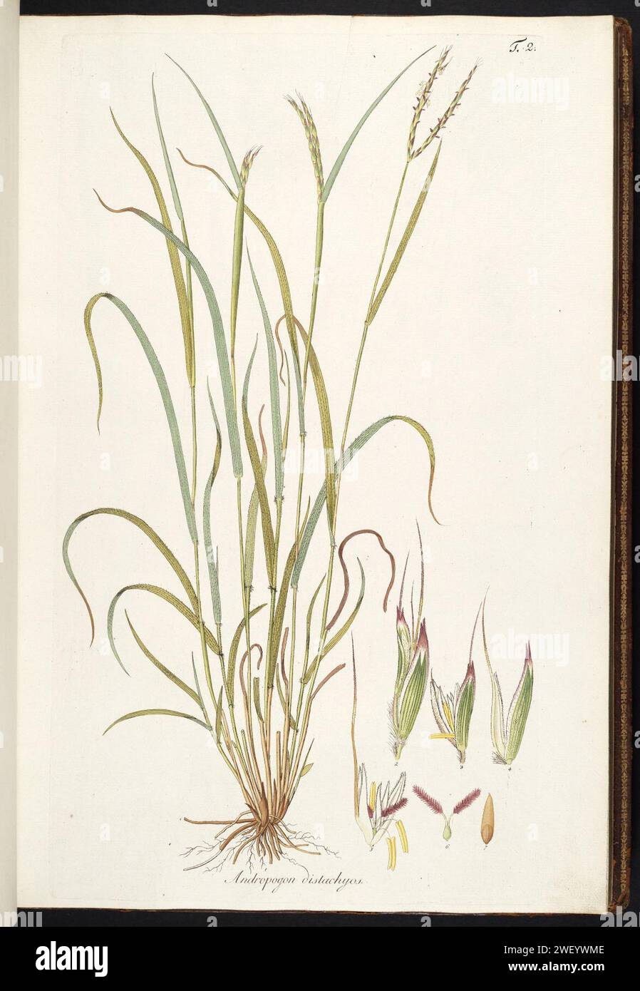 Andropogon distachyos hi-res stock photography and images - Alamy