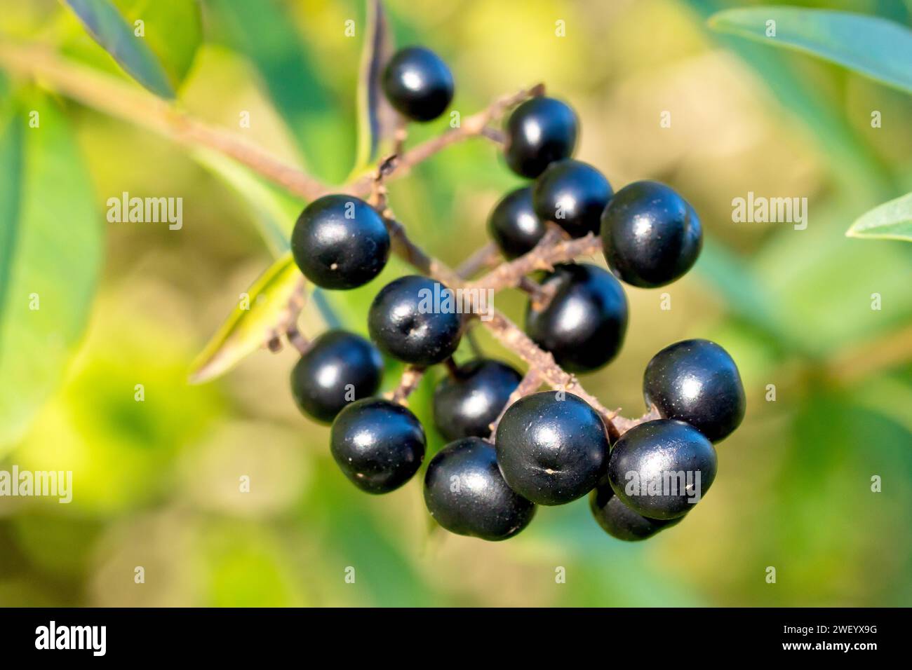 Common privet ligustrum vulgare hi-res stock photography and images - Alamy