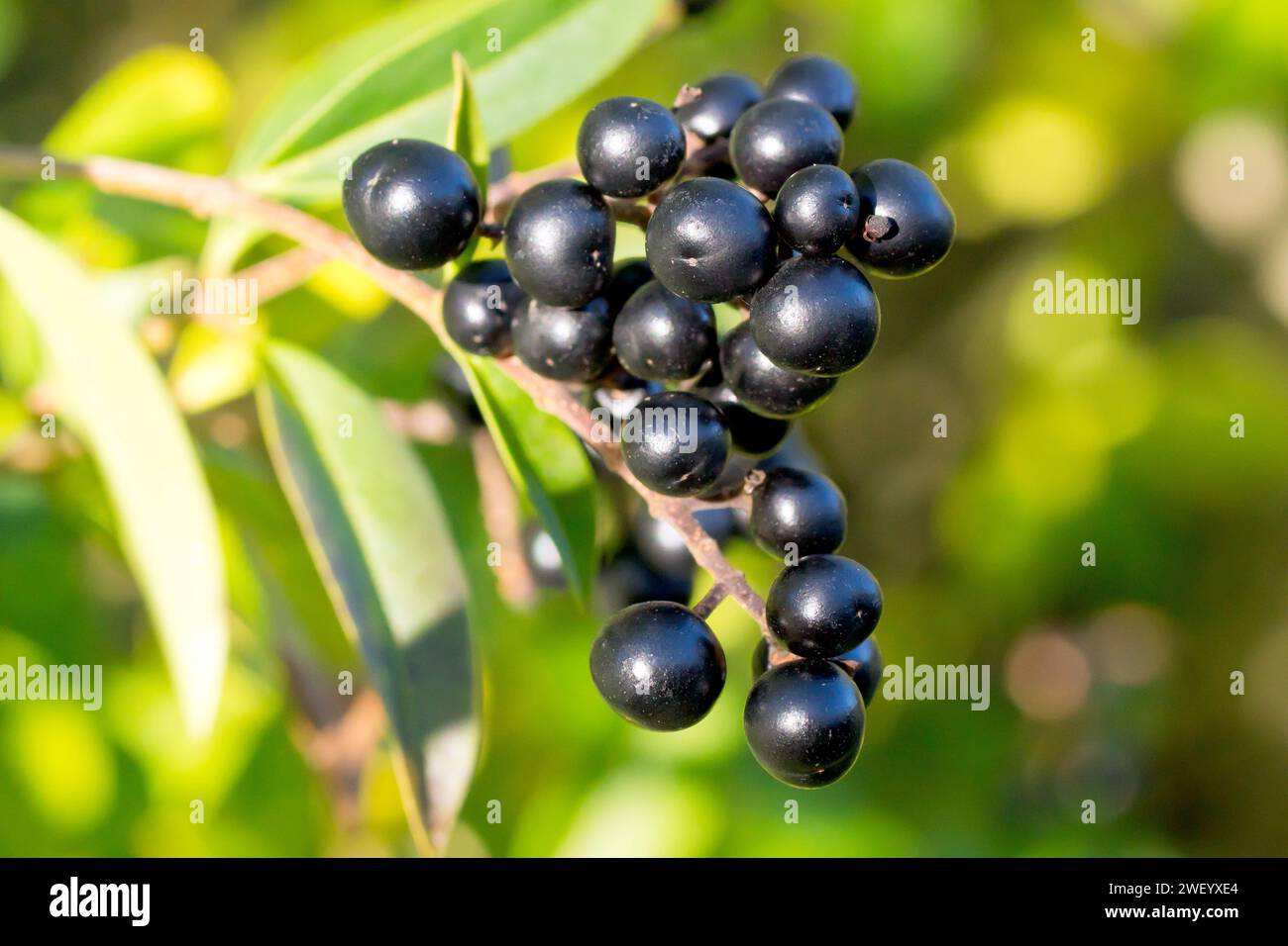 Common Privet (ligustrum vulgare), close up showing the ripe, black ...
