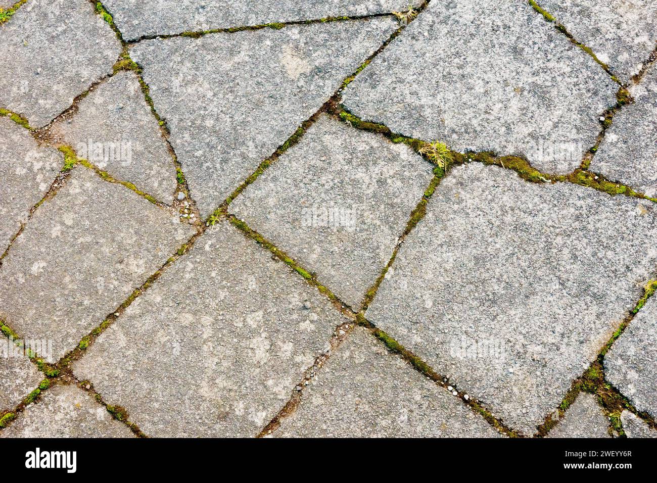 Close up showing several broken concrete paving slabs and the mosses ...