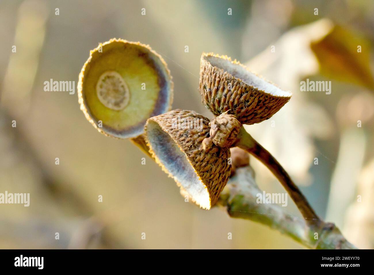 English Oak or Pedunculate Oak (quercus robur), close up of empty acorn ...
