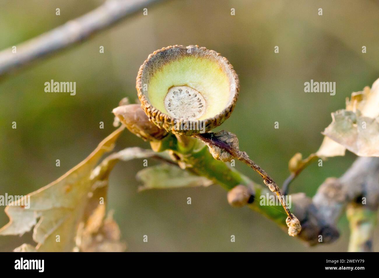 English Oak or Pedunculate Oak (quercus robur), close up of an empty ...