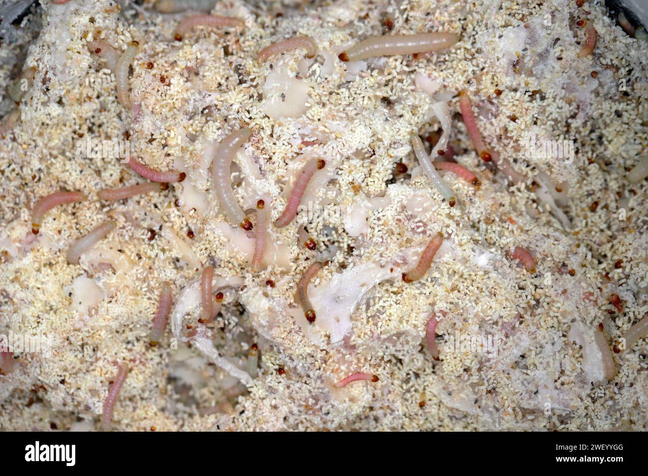 Home infestation hi-res stock photography and images - Alamy