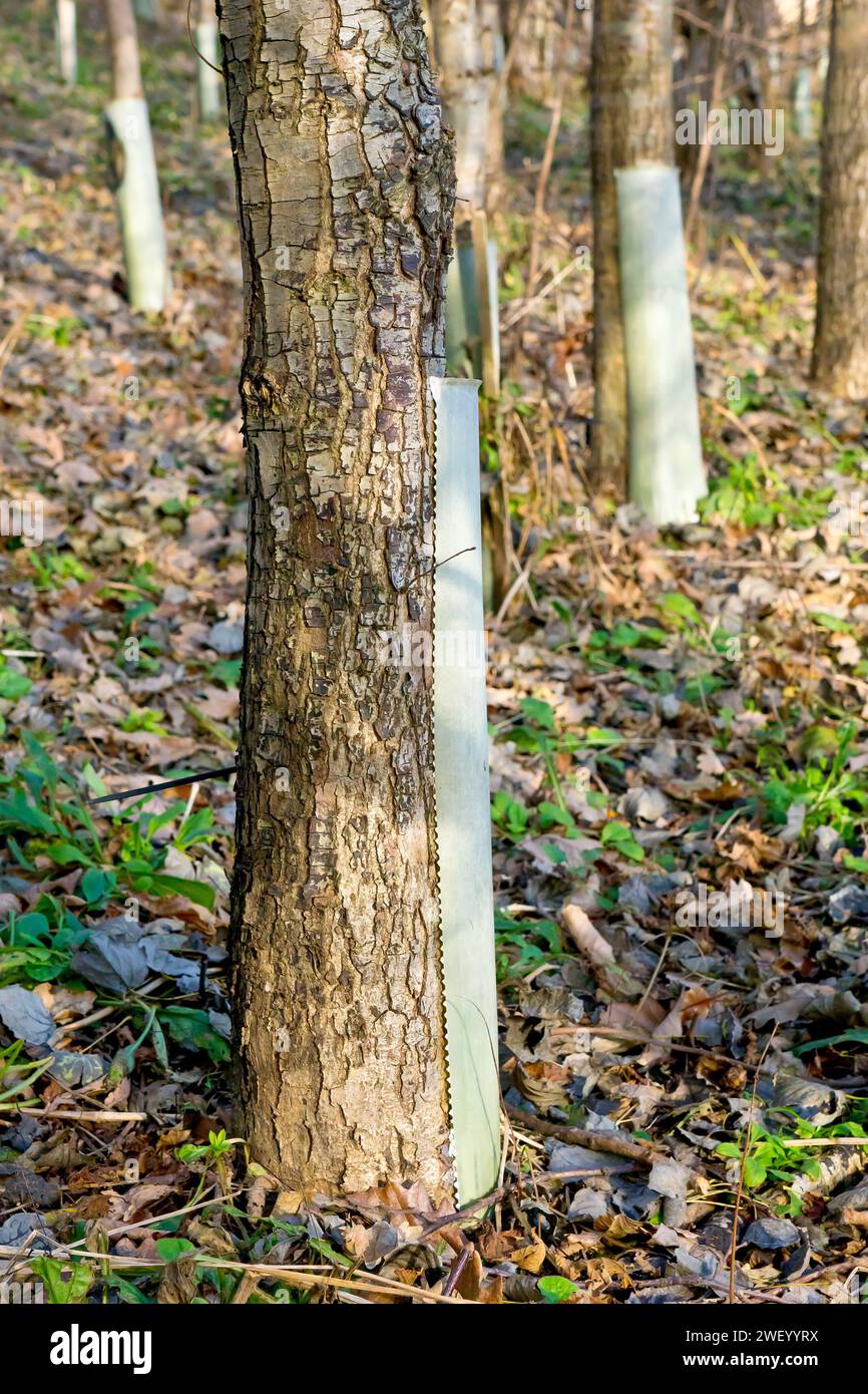 Plastic shelter hi-res stock photography and images - Alamy
