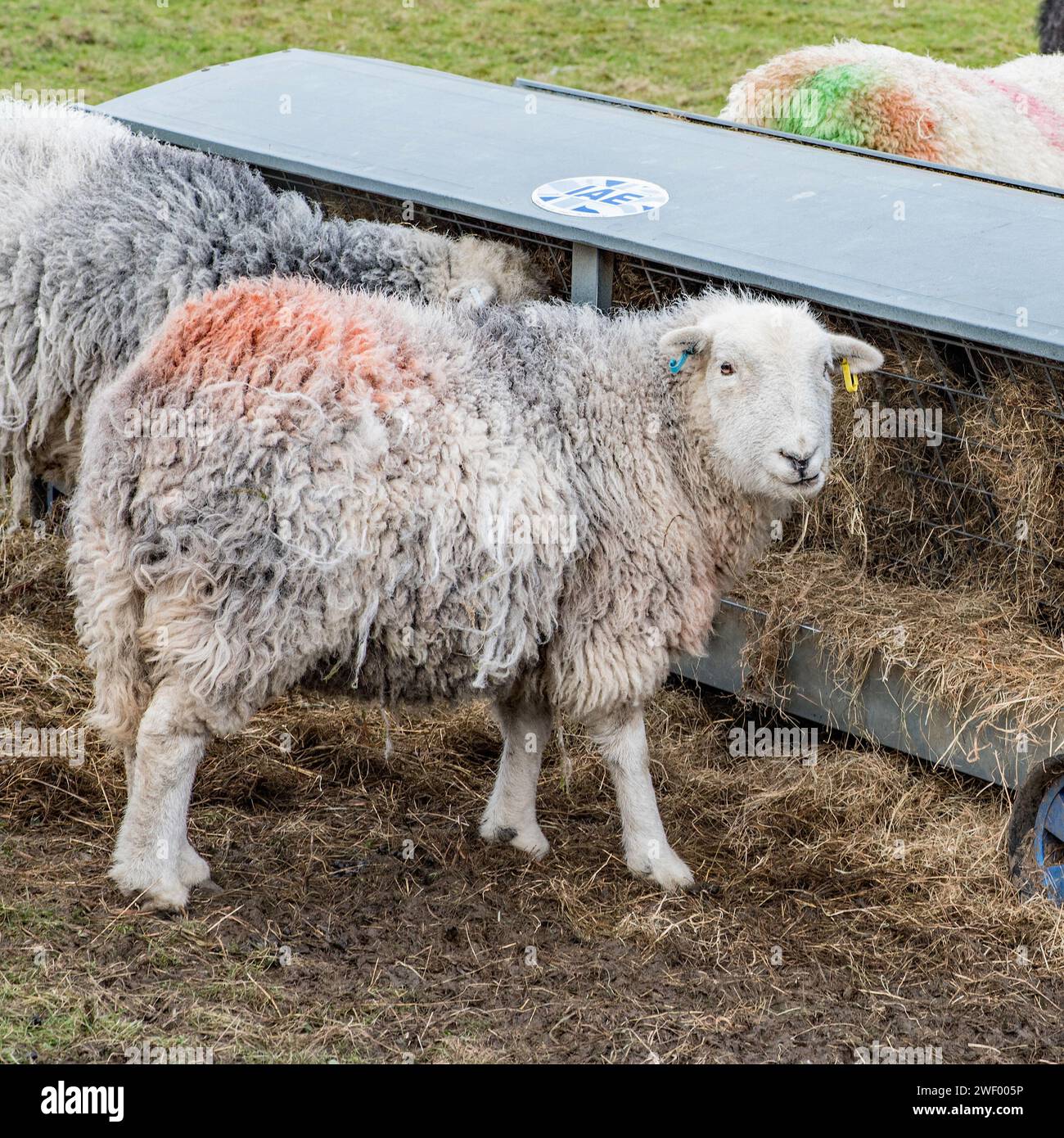 Sheep seeking hay hi-res stock photography and images - Alamy