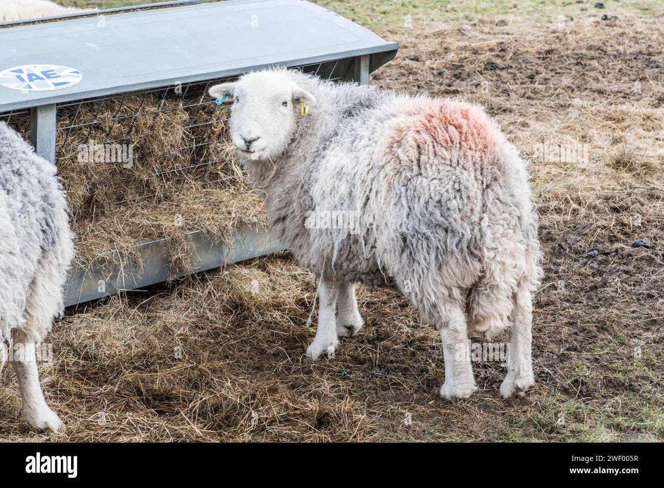 Sheep seeking hay hi-res stock photography and images - Alamy