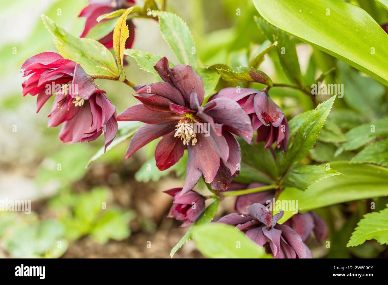 ‘double ellen red’ helleborus hi-res stock photography and images - Alamy