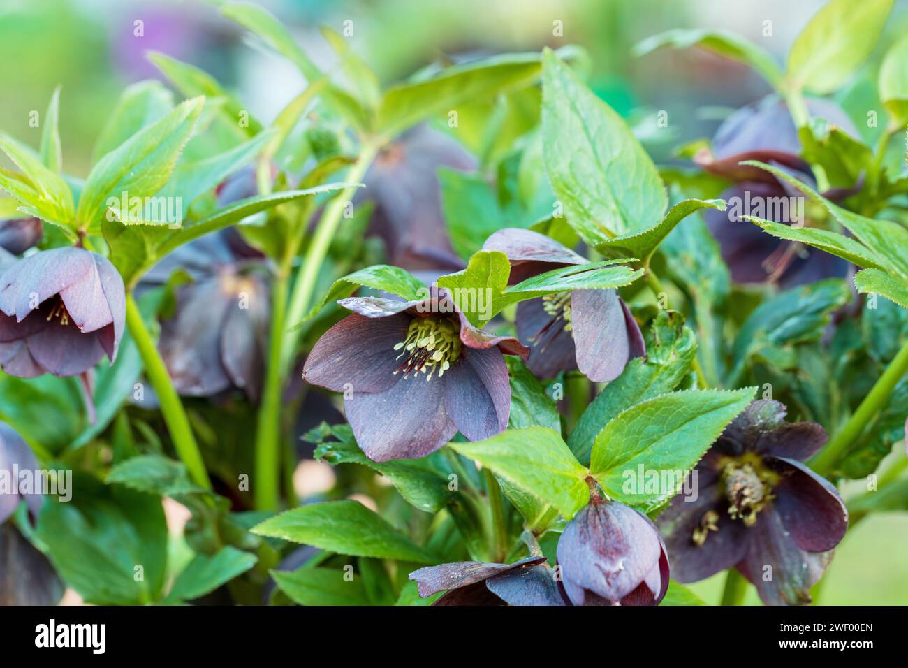 Helleborus orientalis Pretty Ellen Purple blooms in spring Stock Photo ...