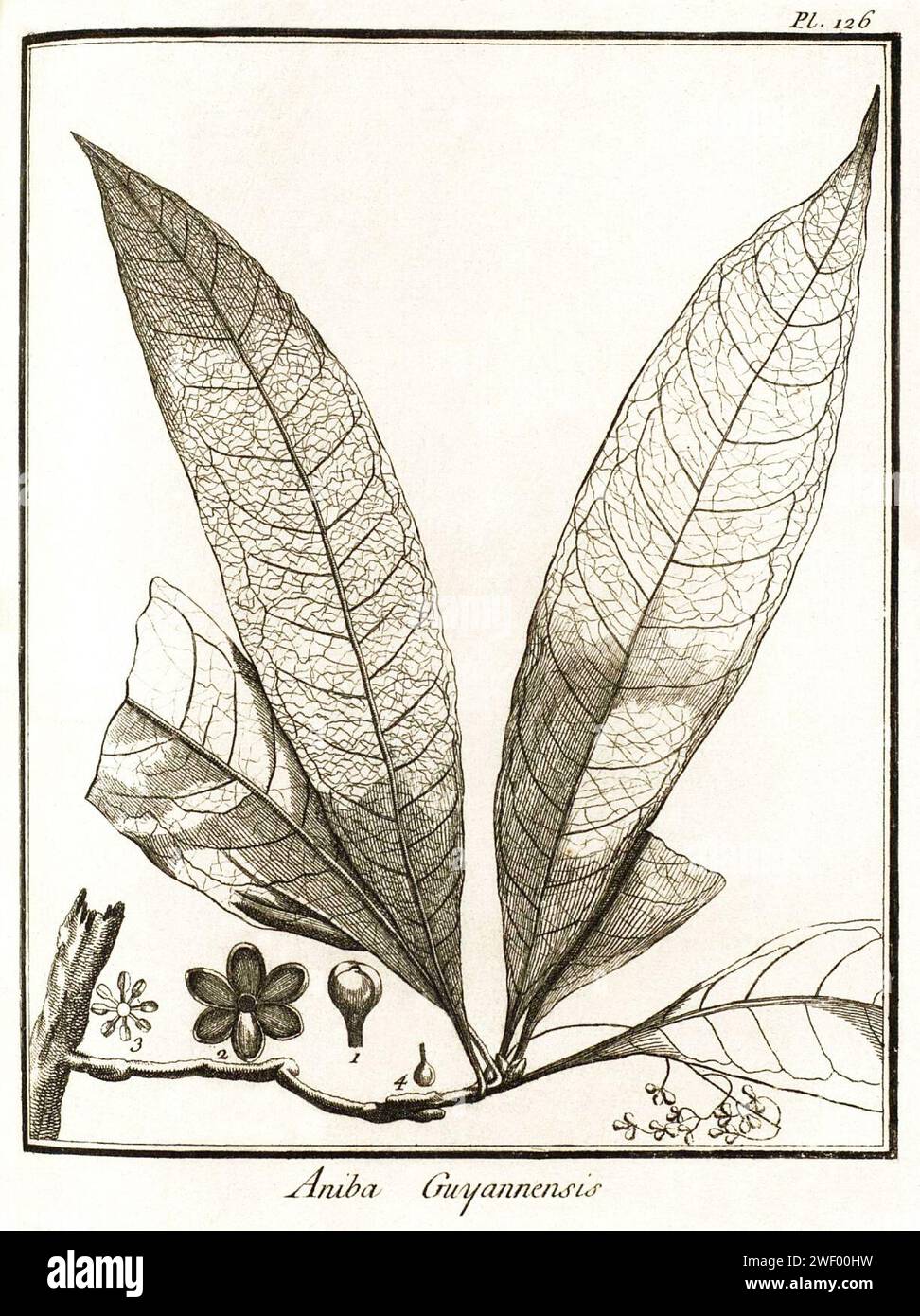 Aniba hi-res stock photography and images - Alamy